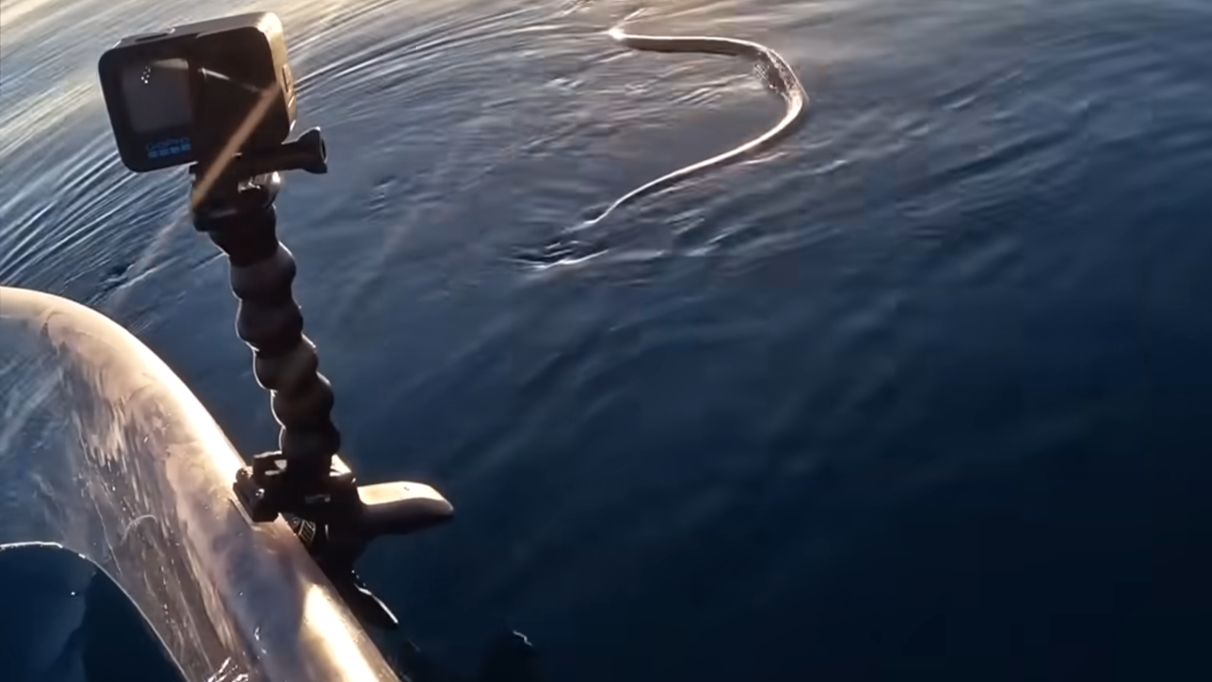 “It kept circling the boat” – and it wasn’t a shark