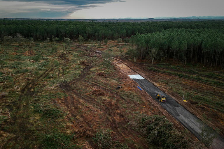 Dans les Landes, le ballet des abatteuses pour éradiquer le ver tueur ...