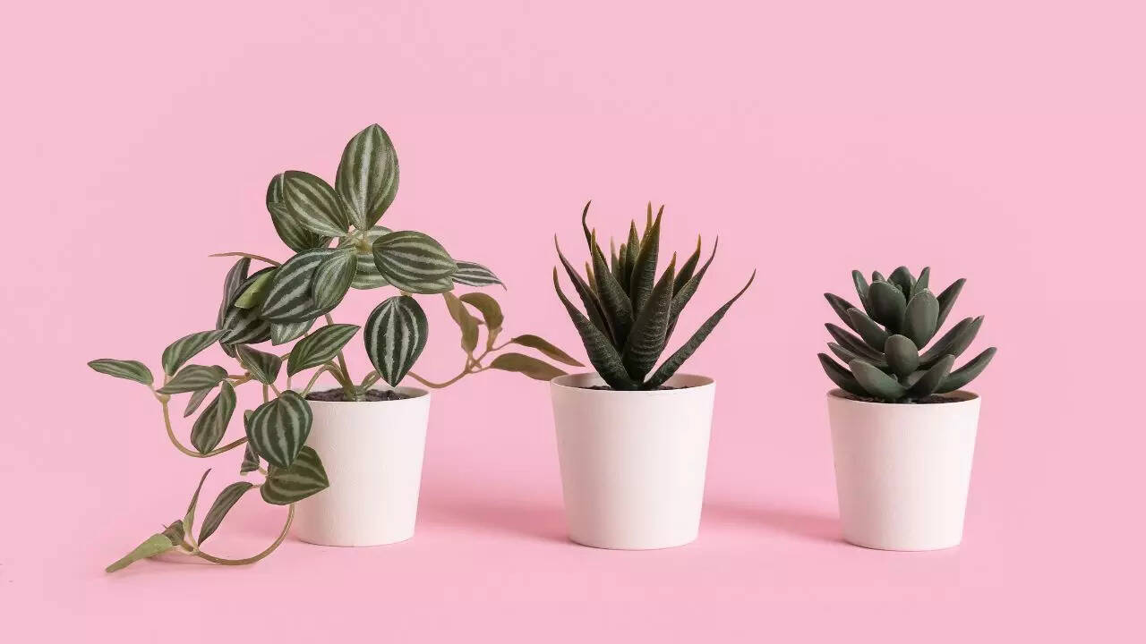 Fake plants that look real: How to choose the best ones and styling tips