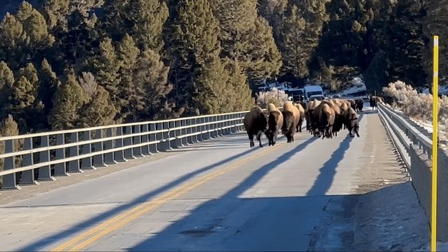 Driver encounters bison 'jam' on bridge at snow-covered Yellowstone