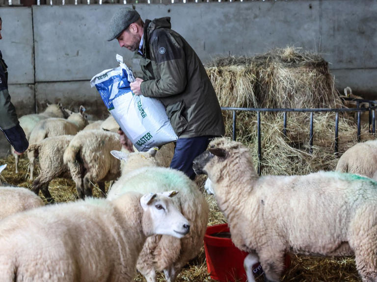 Prinz William greift am Bauernhof kräftig mit an