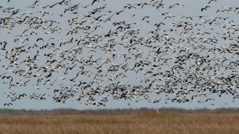 Increasingly rare winter visitor makes a noticeable return to Katy