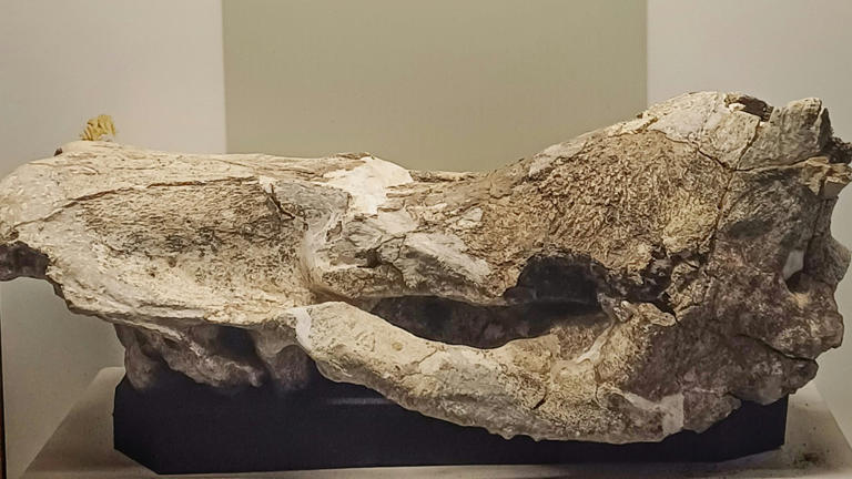 Kentucky man digs up 7 ft fossil beast locals now call 'Godzillus'