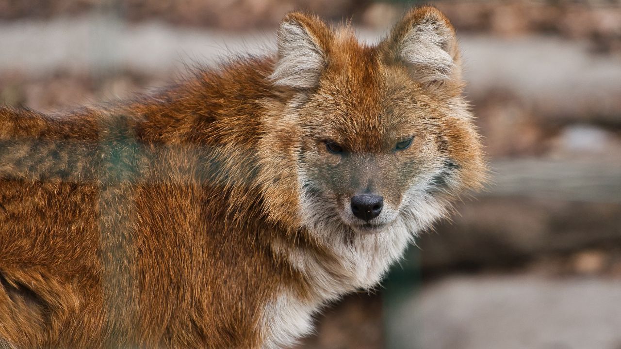 15 animals tough enough to stand their ground against bears