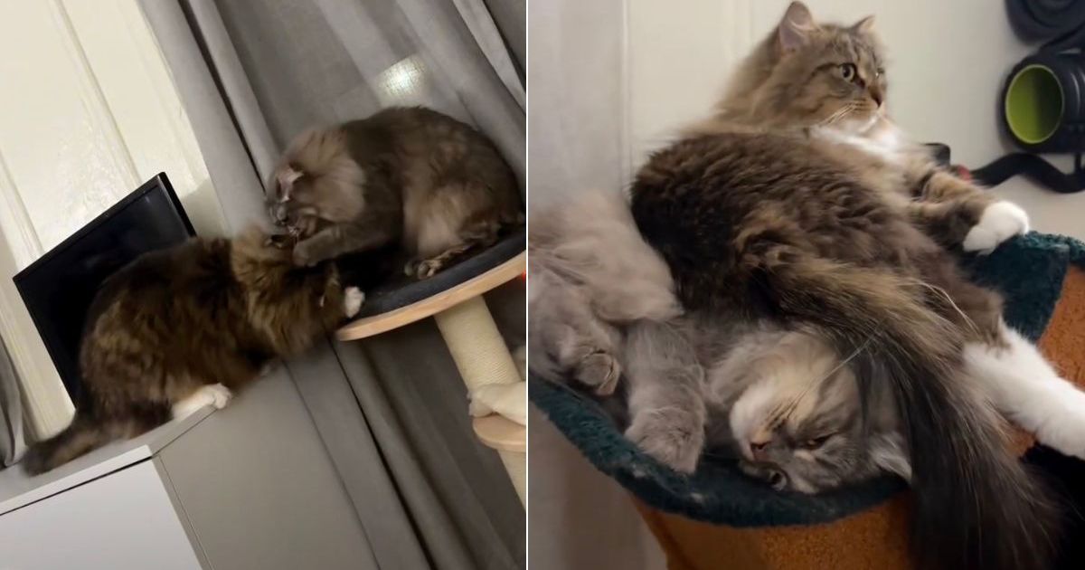 Video shows what happens when you get a second cat