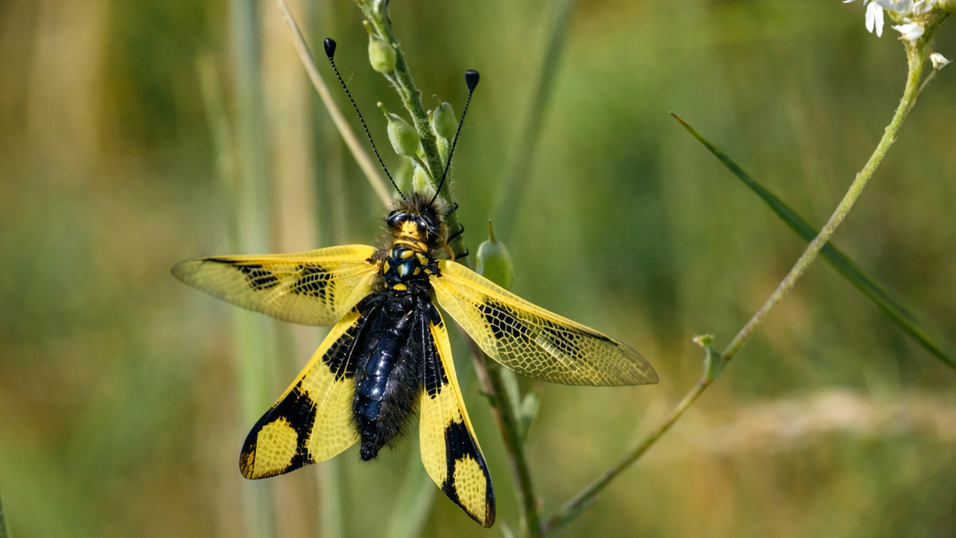 This colorful insect caught my eye