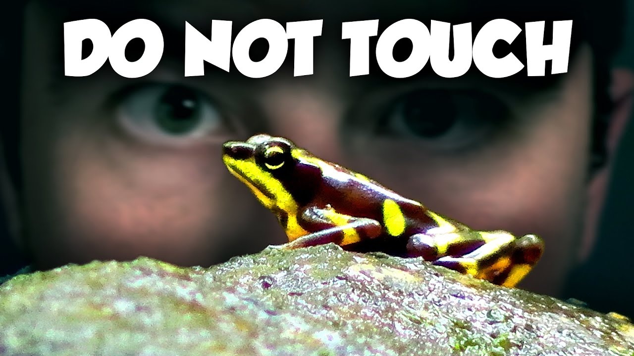 What this toxic frog does that matters more than its venom