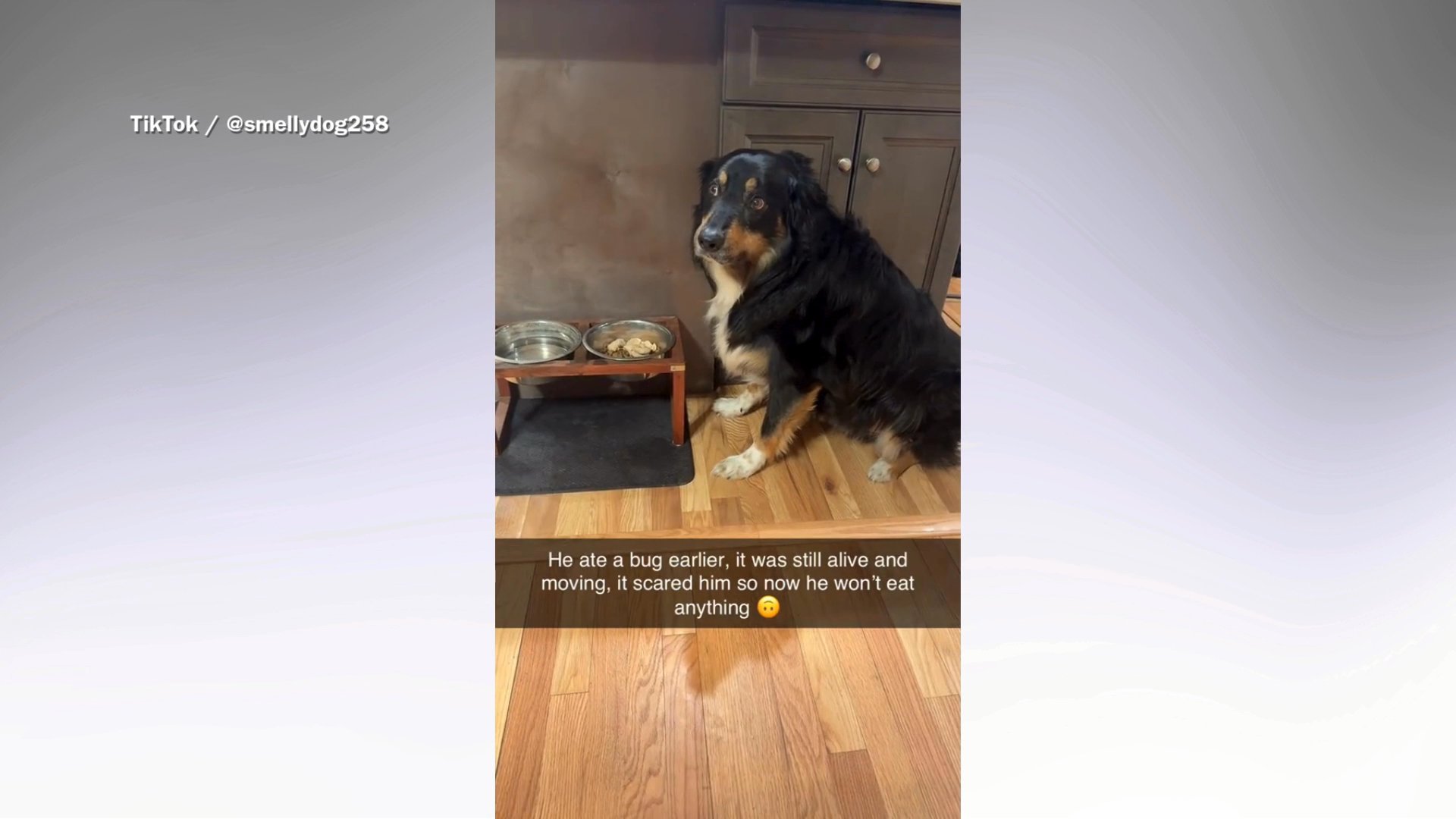 Australian shepherd refuses to eat, reason he’s 'scared' goes viral
