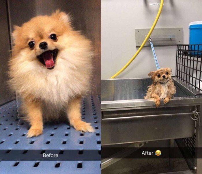20 dogs caught being weird on camera