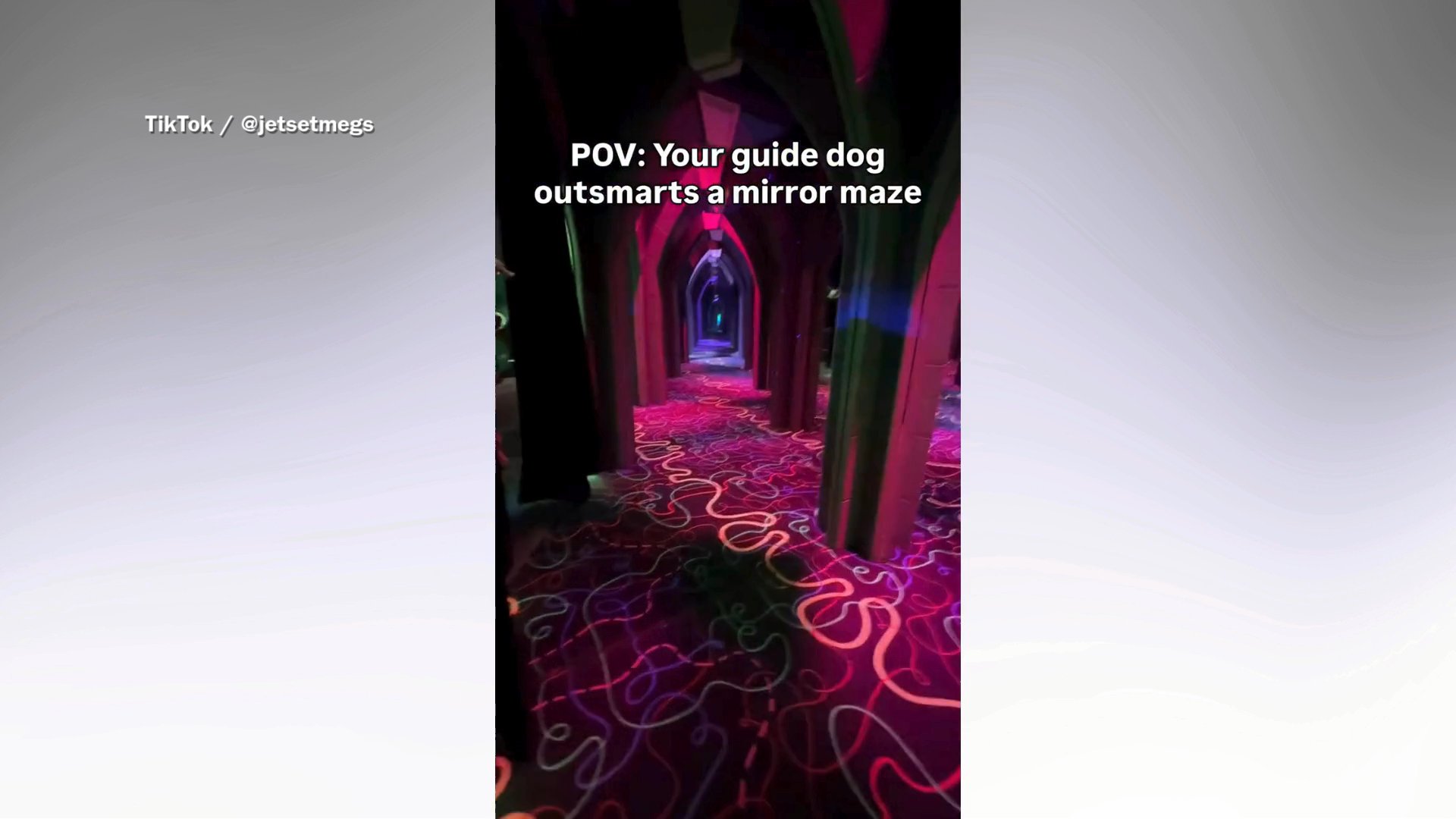 Jaws drop as dog outsmarts mirror maze