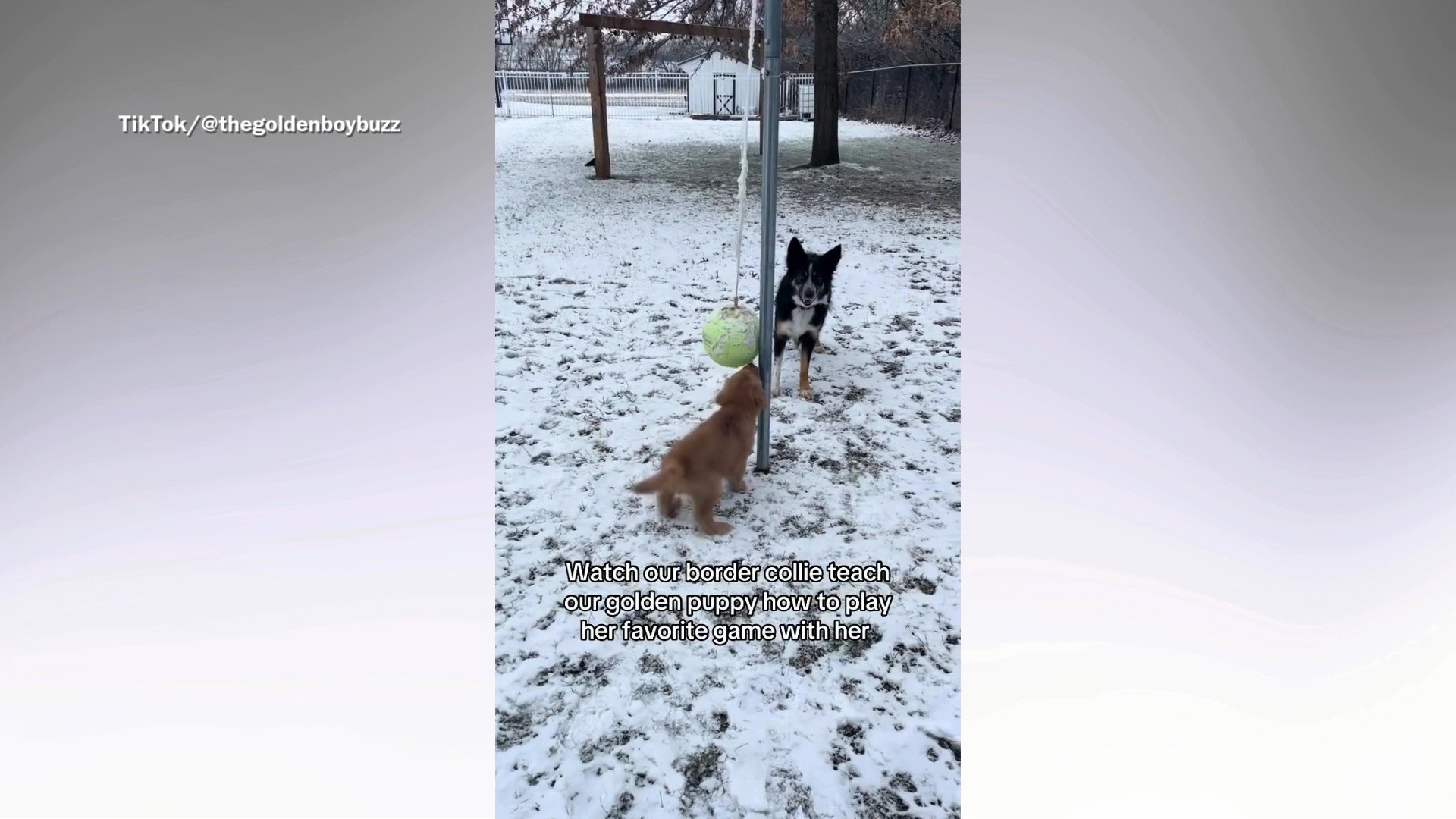 Border collie teaches puppy how to play favorite game