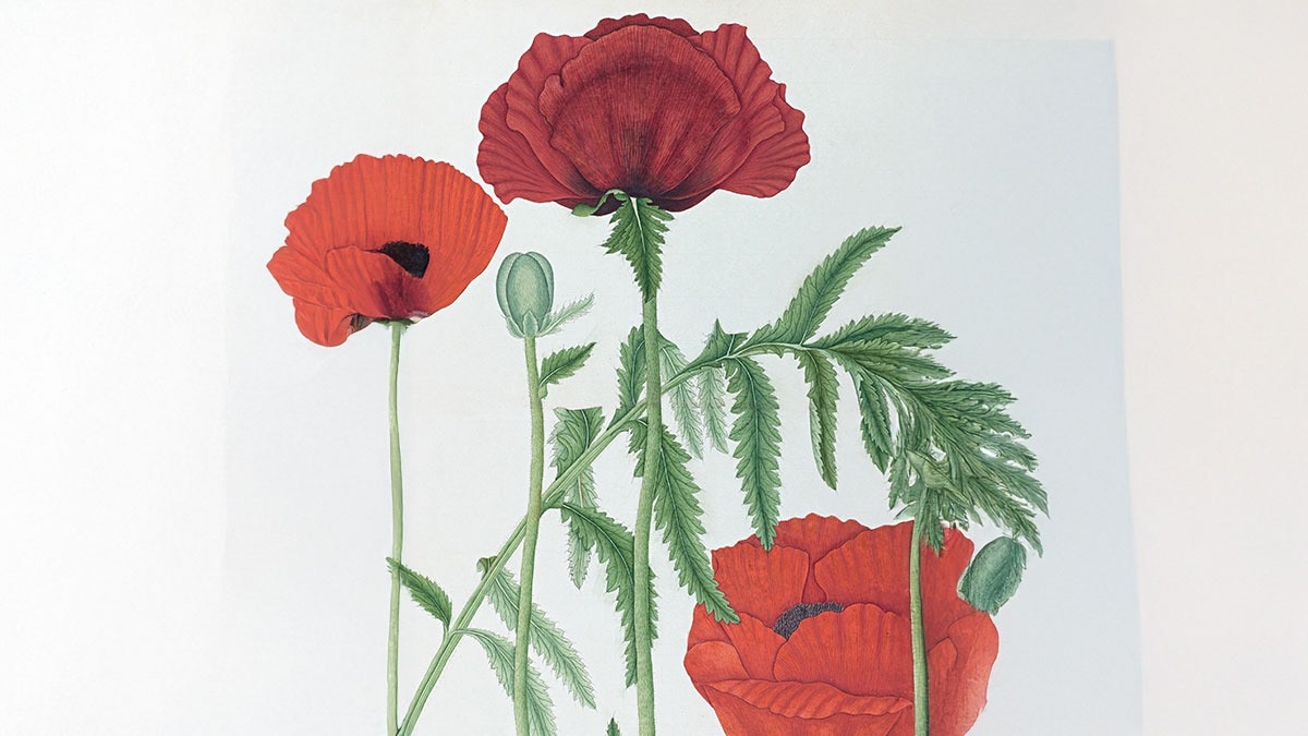 The botanical roots of empire | London exhibition on Indian botanical art