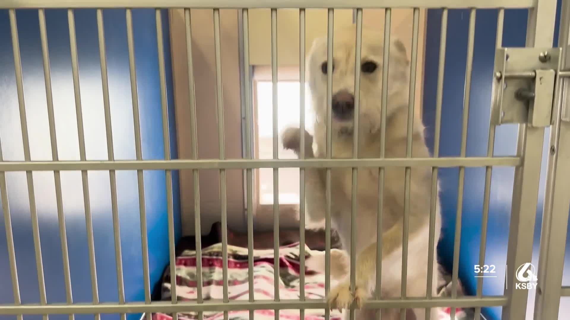 Moose, our pet of the week is looking for his forever home