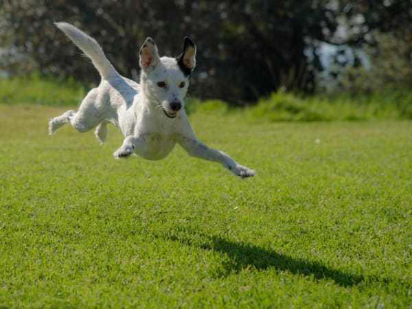 San Antonio fetches top spot as Texas' best dog park city