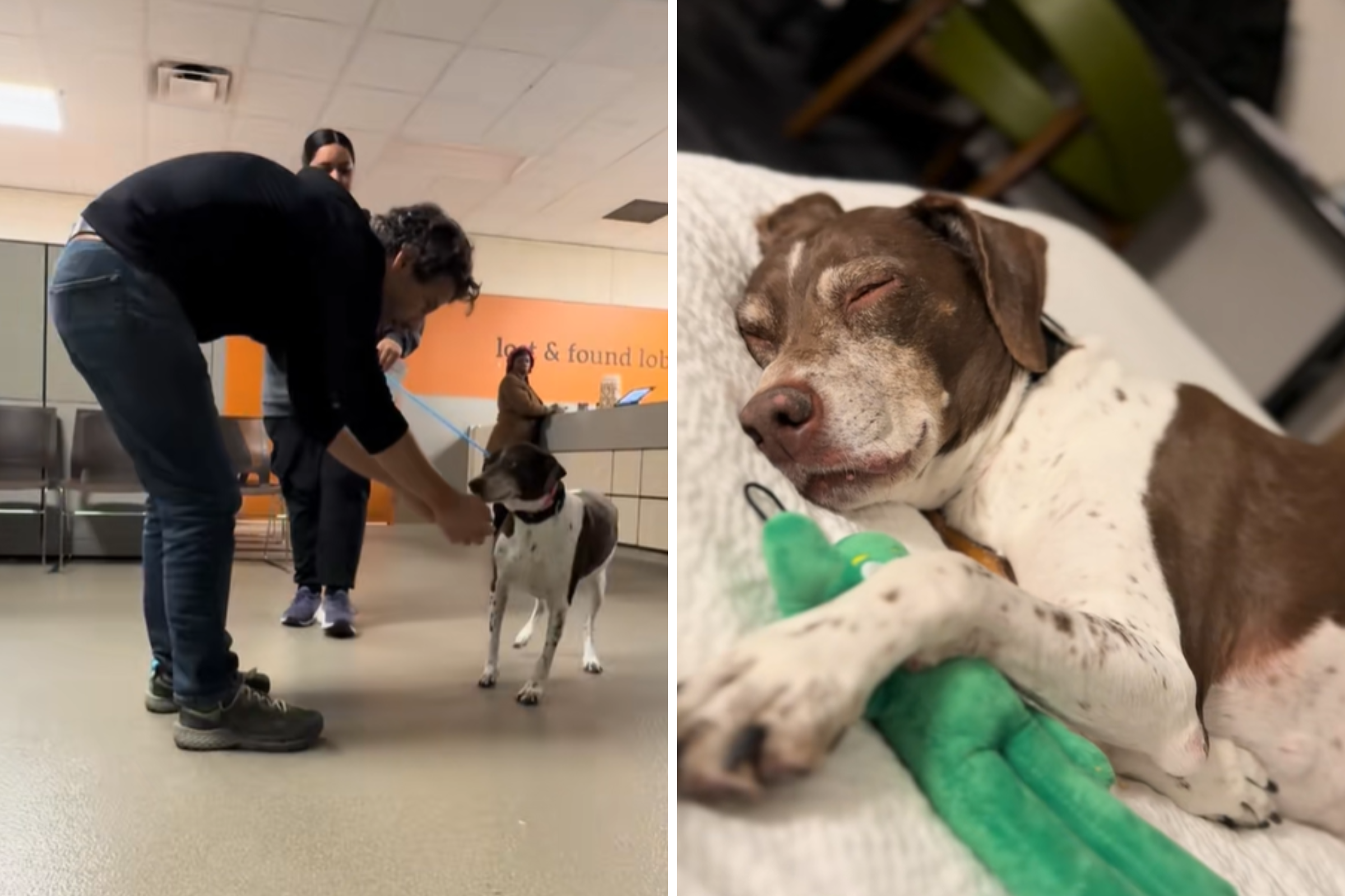 Man saves dog from snowstorm, exactly 12 years later gets heartbeaking call