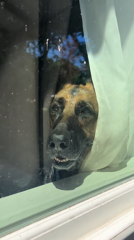 Dogs always watching: Funny moments