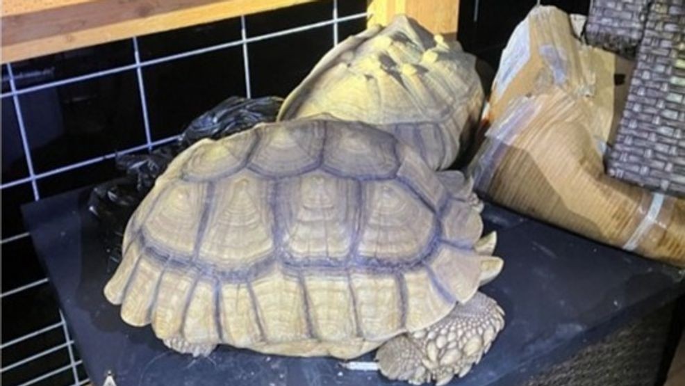 Court docs: New Years gunfire, beer cans, and dead tortoises in Scappoose