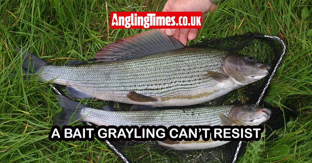A secret bait you have to try to catch grayling