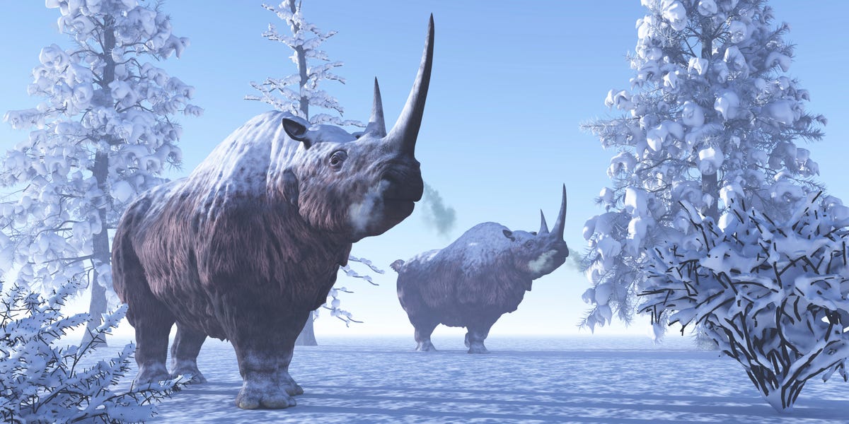 Scientists found the entire woolly rhino genome inside the stomach of ...