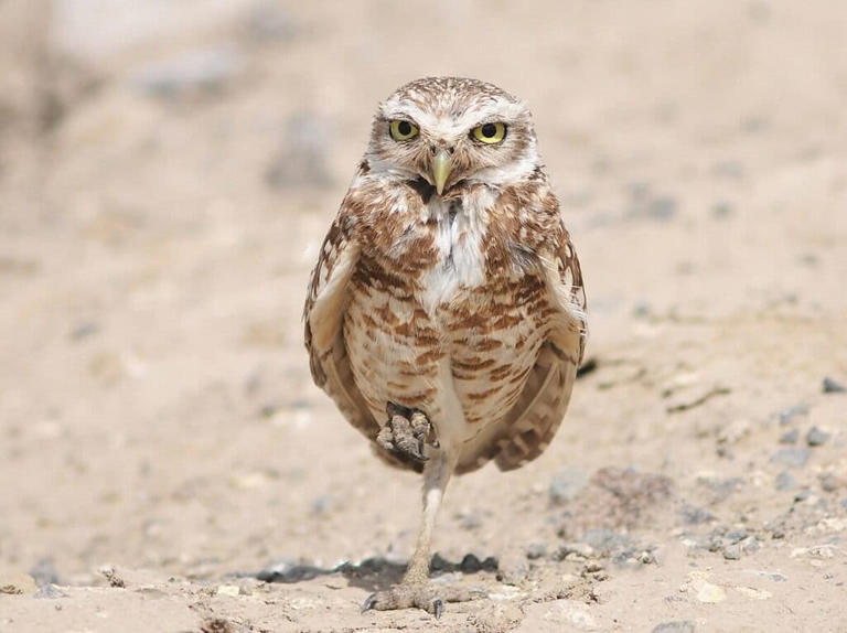 Toxic wastelands and former war zones are accidentally becoming some of ...