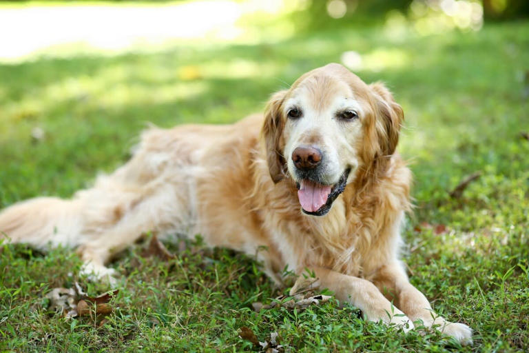 Senior golden retriever finding her spark again after new puppy sibling ...