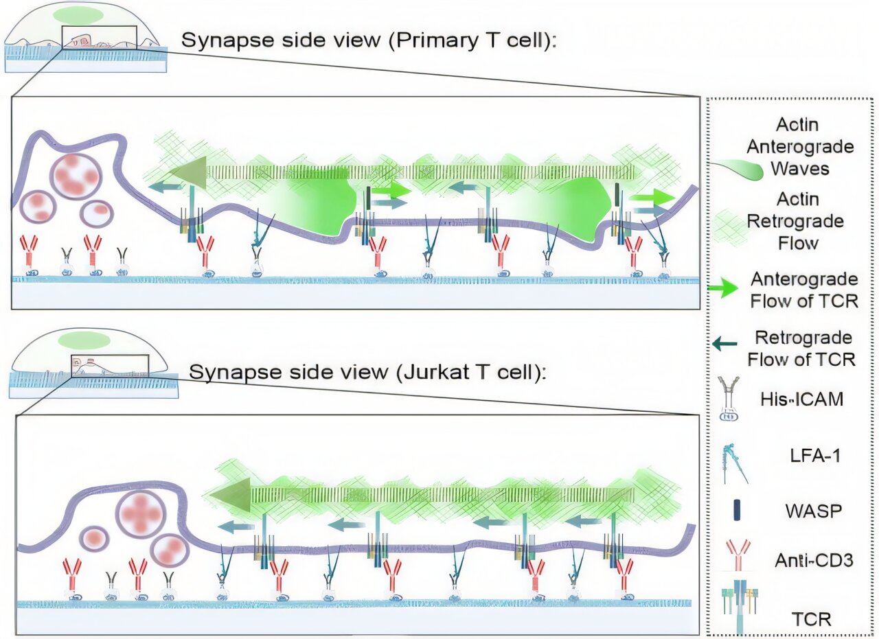 How actin wavefronts rescue T cell receptors from endocytosis