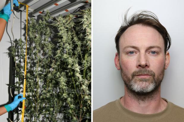 Man jailed after 'strong smell' alerts police to over 100 cannabis plants