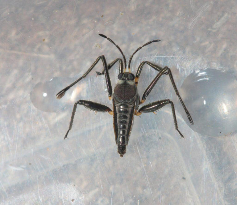 These bugs don’t just walk on water—they row and skate across it