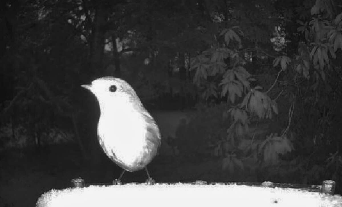 Man’s bird outdoor camera sent a human alert and what he found in the ...