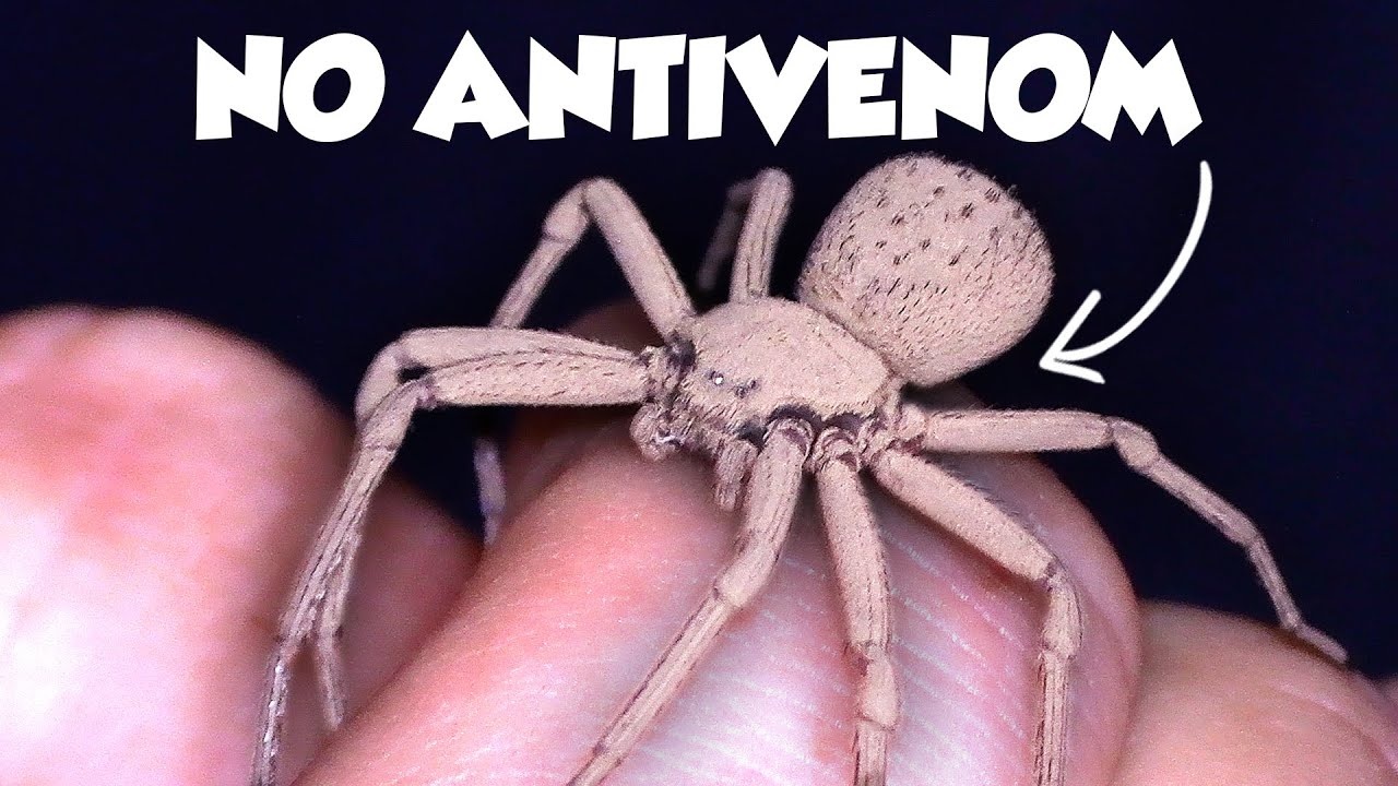 How different spider venoms affect the human body