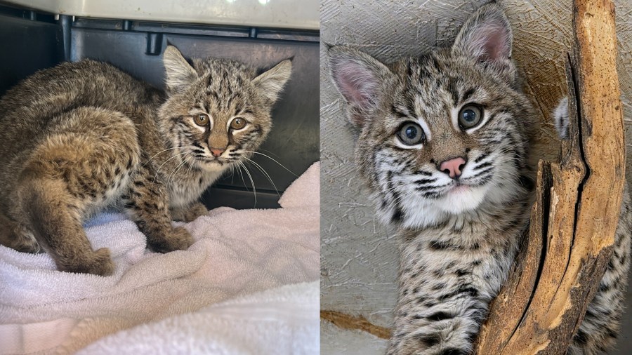 Local bobcat kittens get a second chance at life