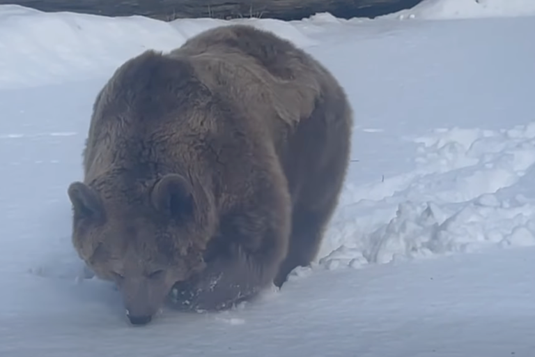 Bear searches in vain for her pond after snow blankets New York refuge