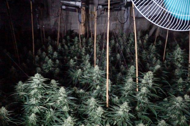 Shocking image of large cannabis farm covering several rooms in building