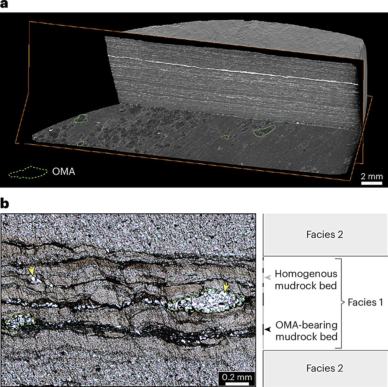 Tiny titans of recovery: Fossil burrows reveal resilient micro ...
