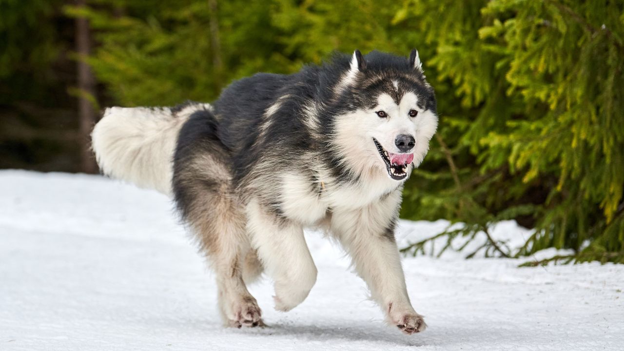 15 dog breeds that get called "the most dangerous" (and why)