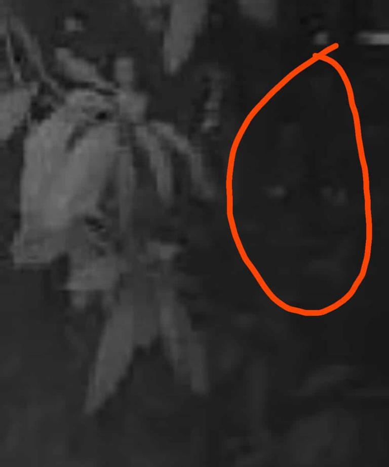 Man’s bird outdoor camera sent a human alert and what he found in the ...