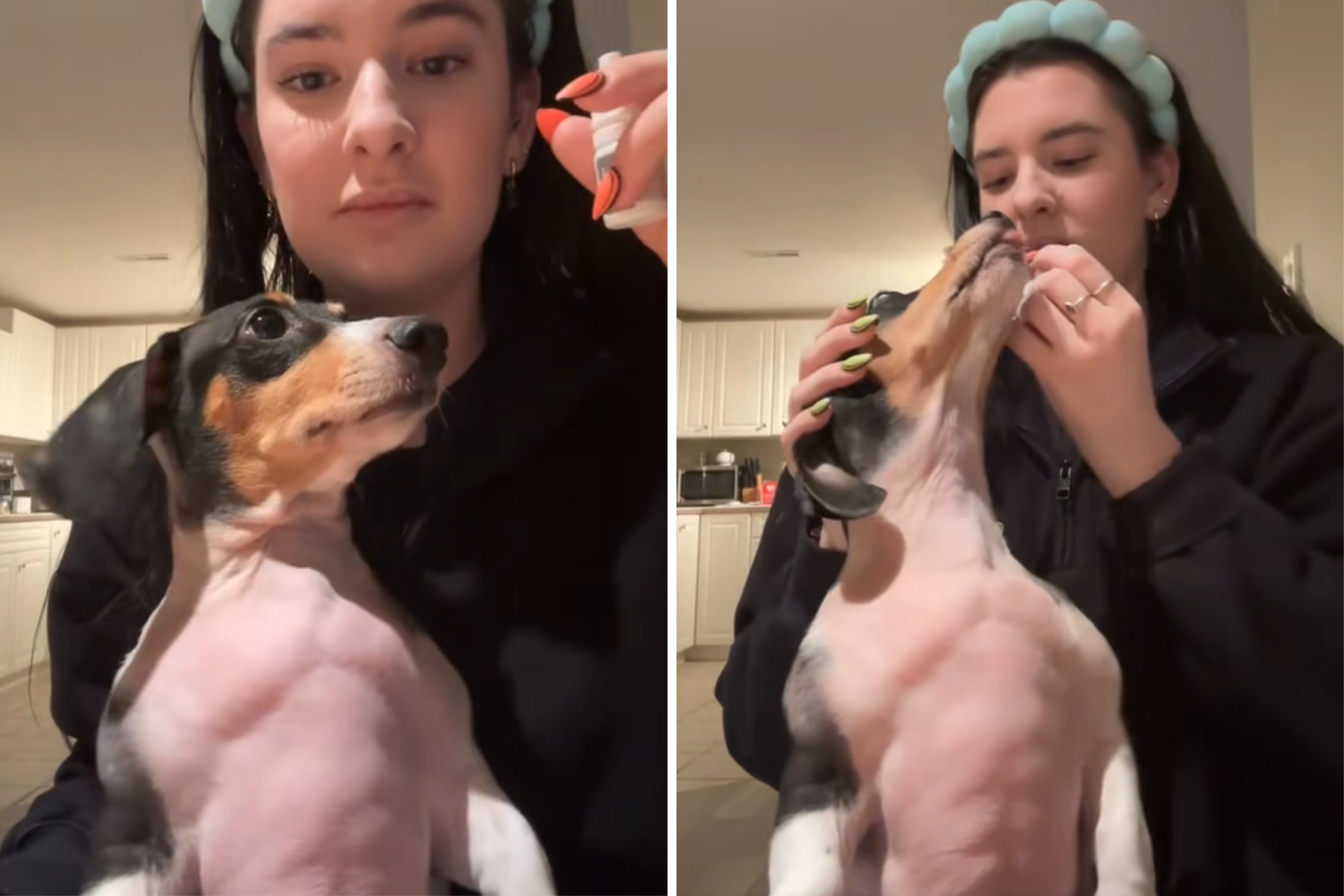 Dachshund so “ripped” he’s taken to vet—Internet can’t cope with his abs