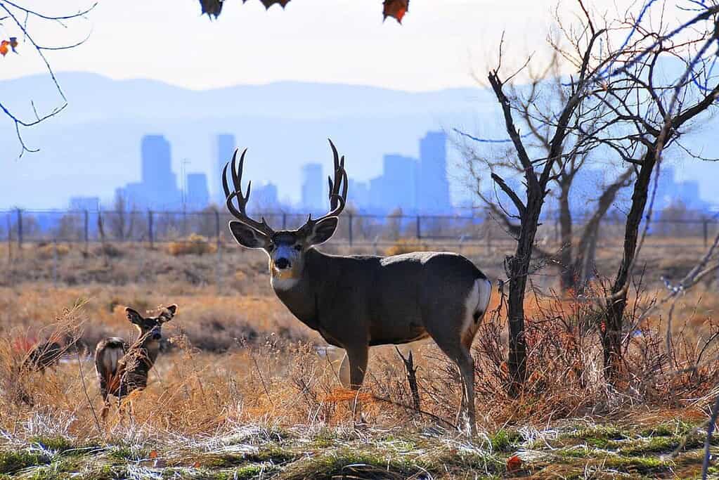 Toxic wastelands and former war zones are accidentally becoming some of ...