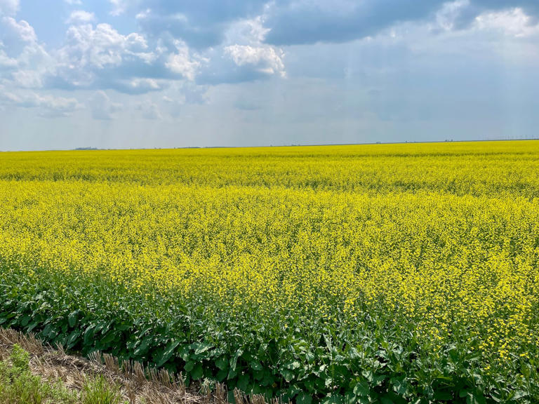 'Positive day' for Canadian agriculture: Sask. welcomes new canola deal ...
