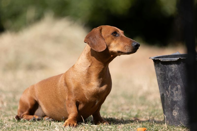 10 dog breeds with a reputation for stubbornness – and how to win them over