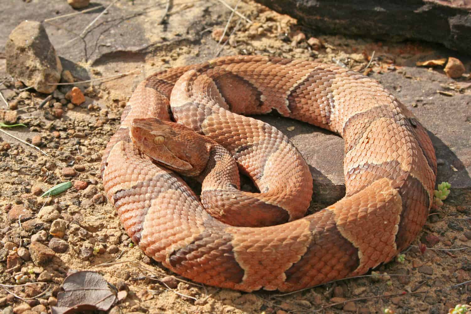 The largest copperhead on record was the stuff of nightmares