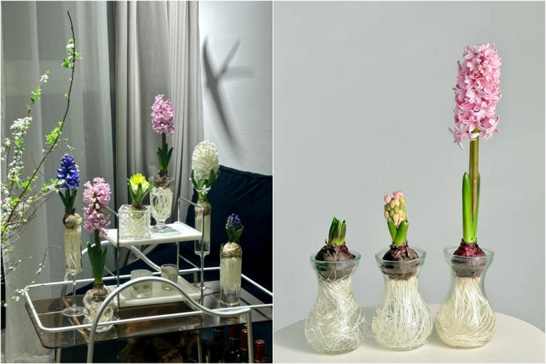 Tết này trồng hoa tiên ông vừa rực rỡ lại vừa ngát hương