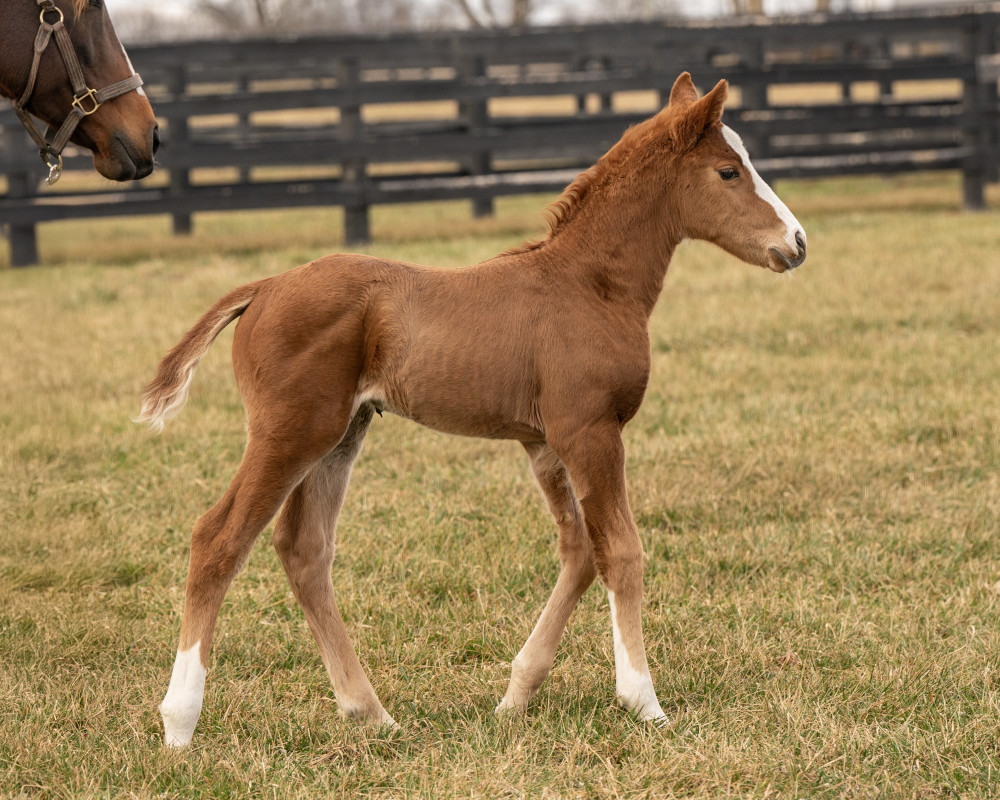 It's a girl! First foal is a filly for Three Chimneys Farm's Newgate