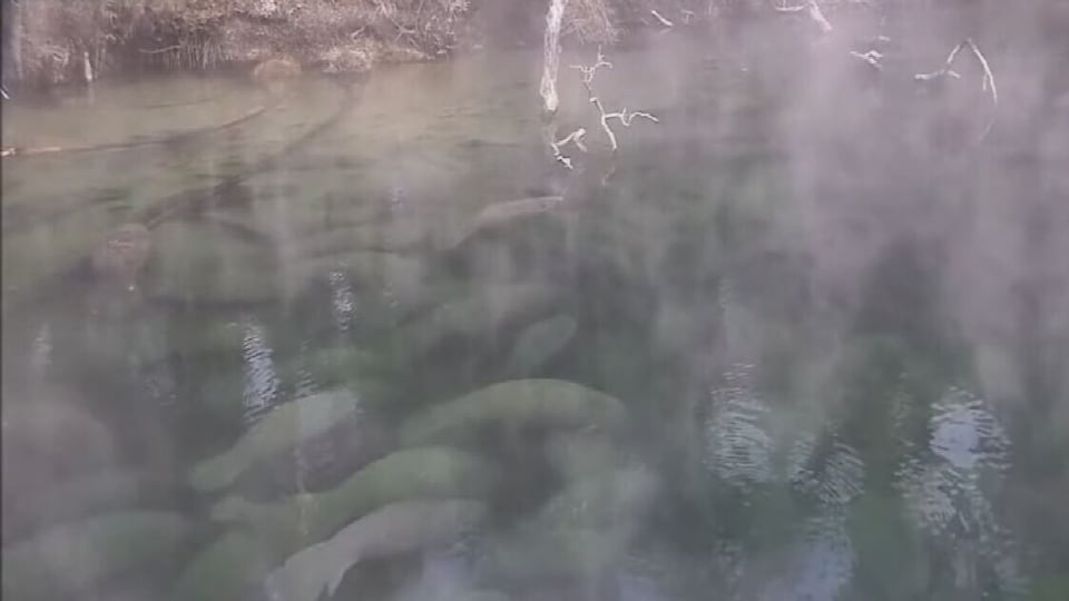 Cold snap brings hundreds of manatees to Blue Spring State Park