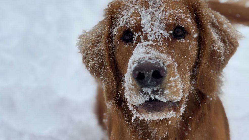 Charleston Animal Society urges pet safety as Lowcountry temperatures ...