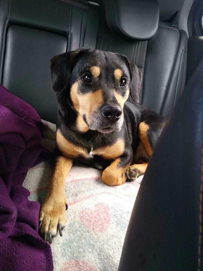 45 wholesome pics of rescue pets who just became someone’s family members