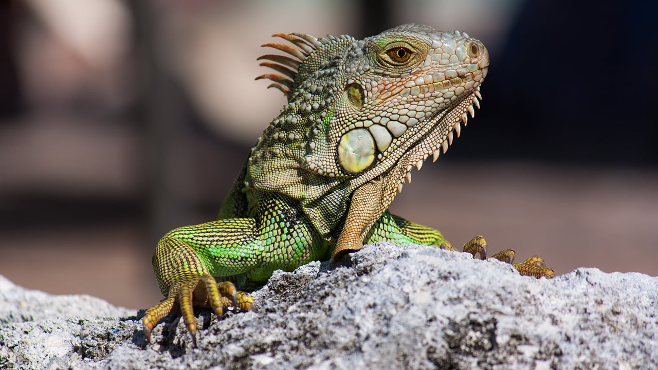 Record temperature drop in Central Florida causes cold-stunned iguanas