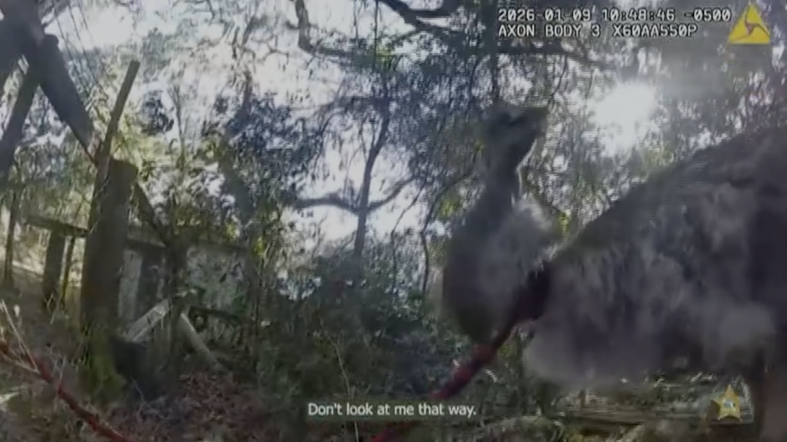 Watch: Florida deputy captures runaway emu and returns the bird home ...