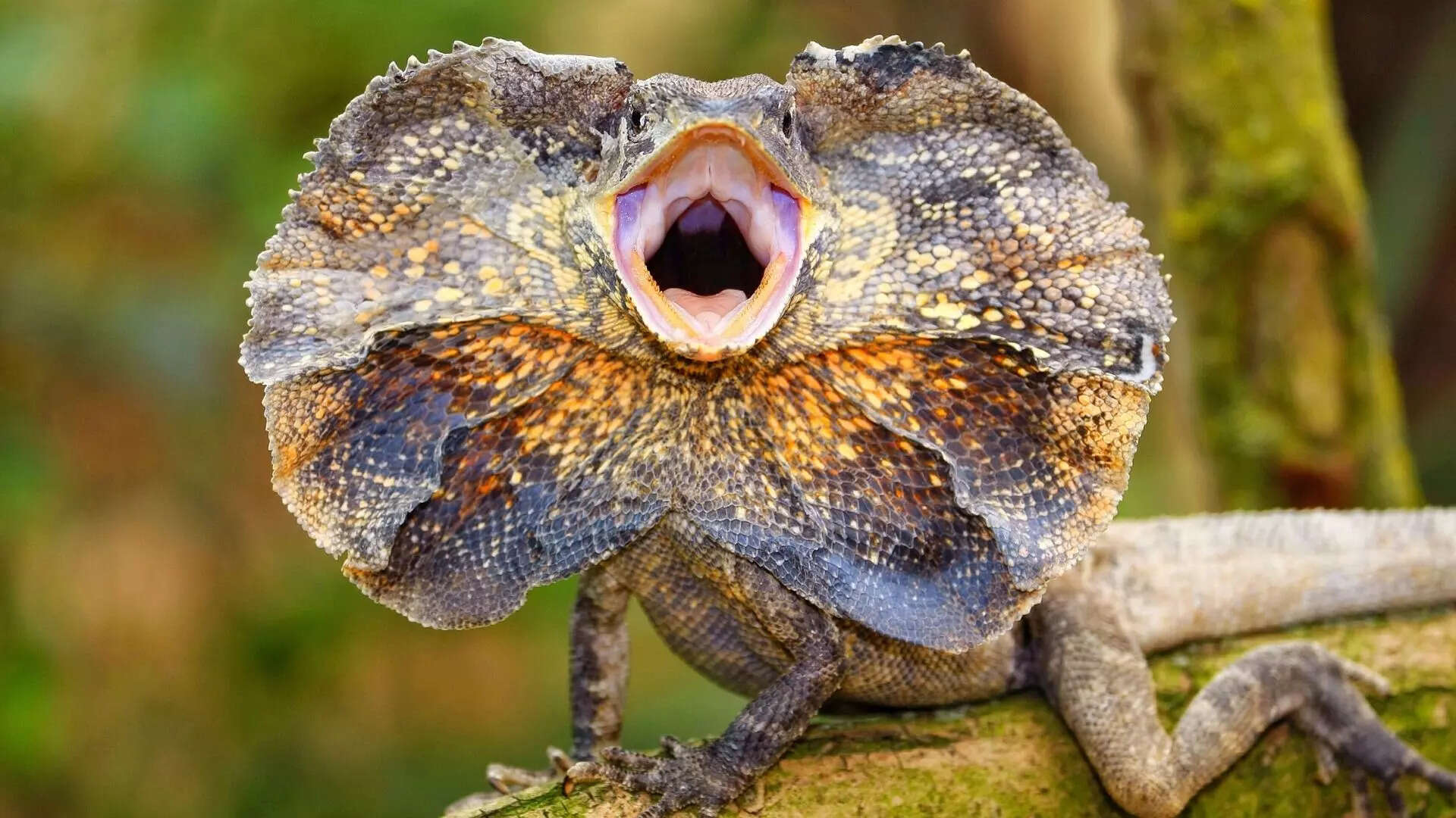 5 lizards that look like real-life dragons