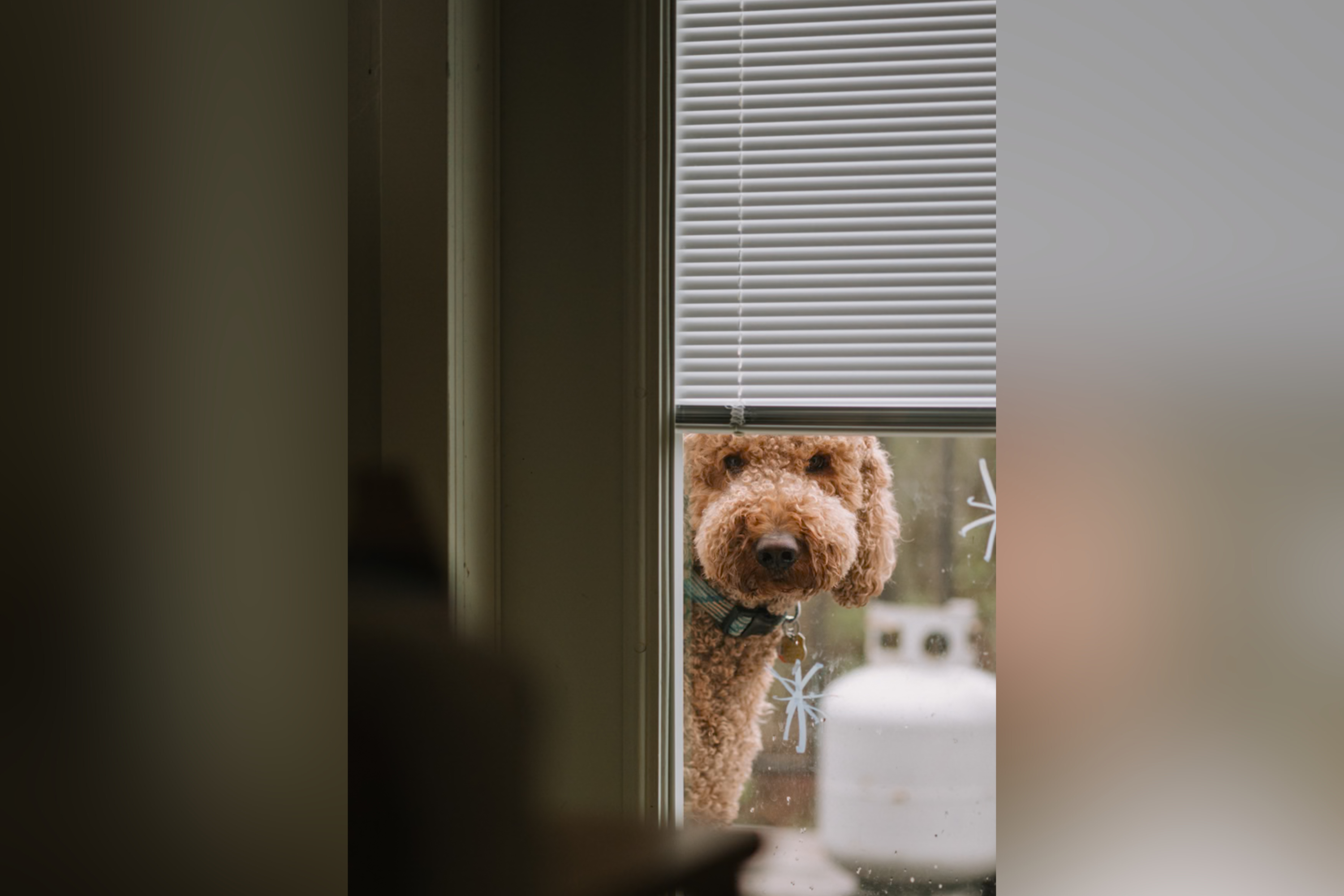Goldendoodle wakes owner up at 4:30AM, owner can’t believe what she sees
